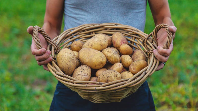 Potato Harvest in the Garden in Hands. Selective Focus Stock Photo ...