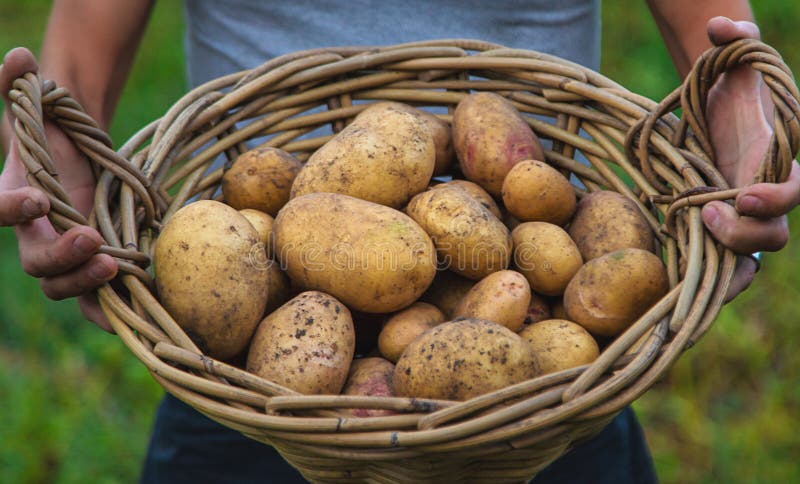 Potato Harvest in the Garden in Hands. Selective Focus Stock Photo ...
