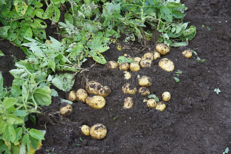 Potato harvest. stock image. Image of culture, harvesting - 219621017