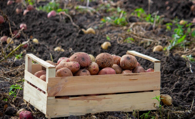 Potato Harvest, Potatoes in a Wooden Box. Stock Image - Image of pile ...