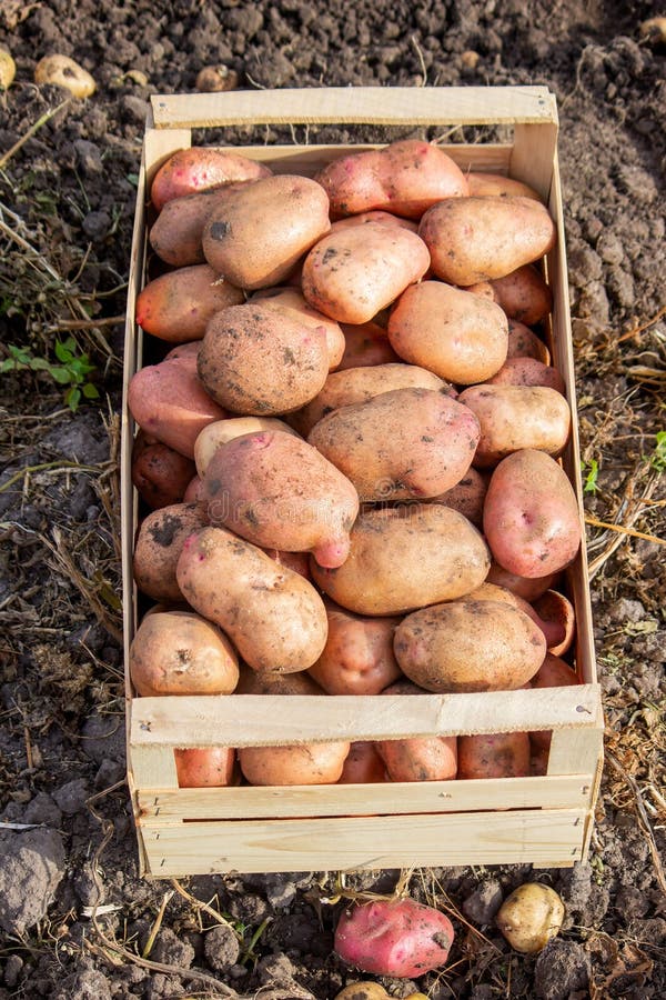 Potato Harvest, Potatoes in a Wooden Box. Stock Image - Image of ...