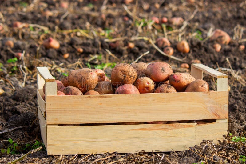 Potato Harvest, Potatoes in a Wooden Box. Stock Image - Image of heap ...