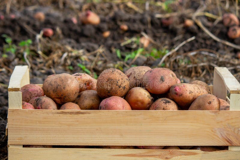Potato Harvest, Potatoes in a Wooden Box. Stock Photo - Image of market ...