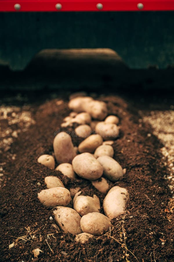 Potato Harvesting Machine in Cultivated Crop Field Stock Image - Image ...