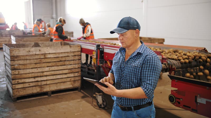 Potato Harvesting. Sorting Potatoes. Farmer Inspects Quality of Potato ...