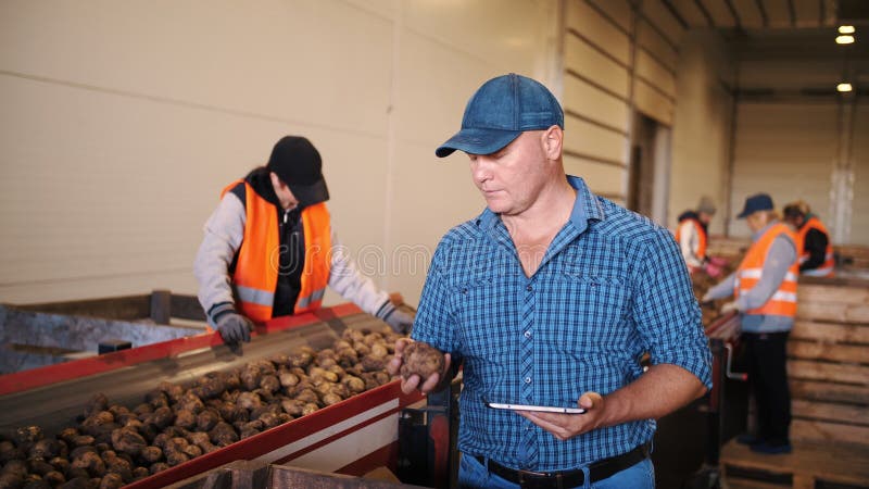 Potato Harvesting. Sorting Potatoes. Farmer Inspects Quality of Potato ...