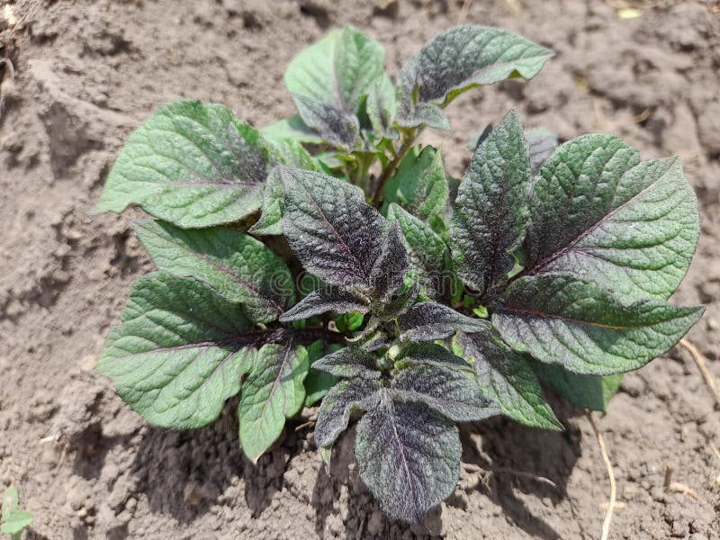 Potato Haulm. Purple Potato Tops Stock Image - Image of plant, tops ...