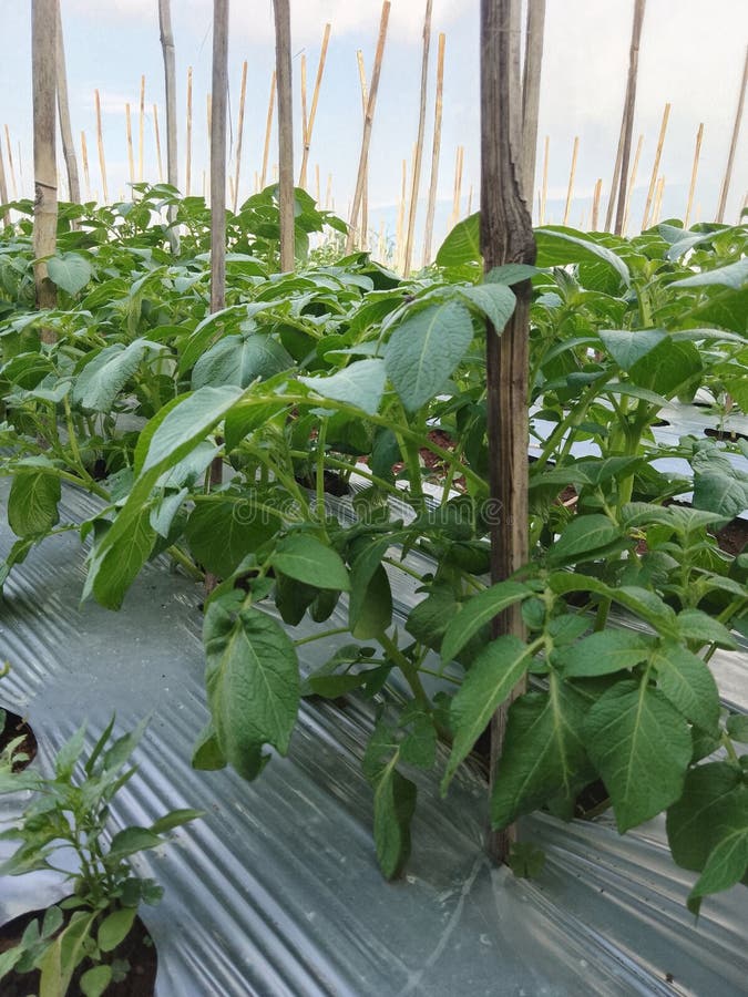 Potato Indonesia is Good Love Life Stock Image - Image of love, life ...