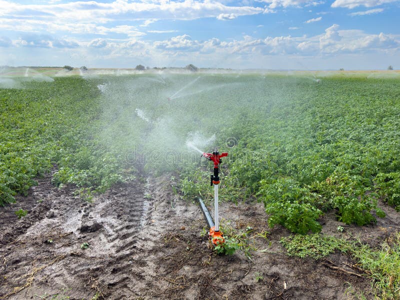 Potato Irrigation System in the Summer Heat Stock Image - Image of ...