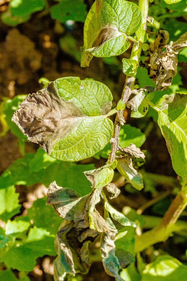Potato late blight stock image. Image of chlorosis, leaf - 230380377