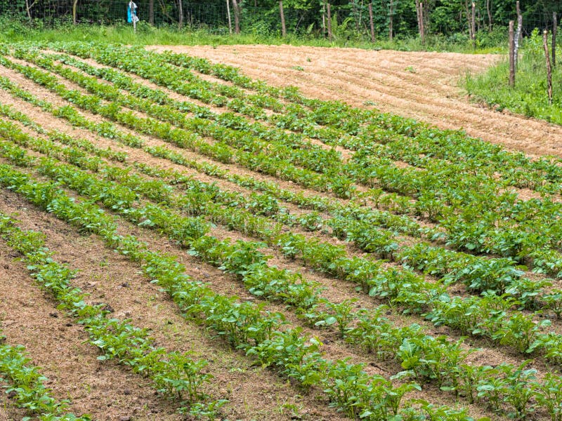 Potato Patch, Small Field. Agriculture. Stock Image - Image of ...
