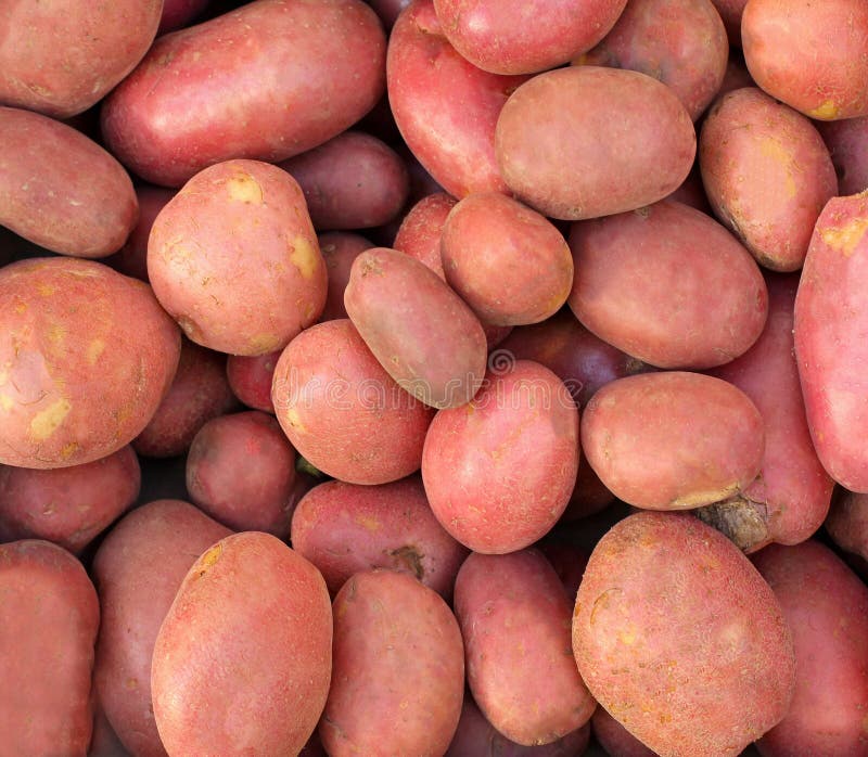 Potato pile stock photo. Image of potatoes, potato, root - 33703644