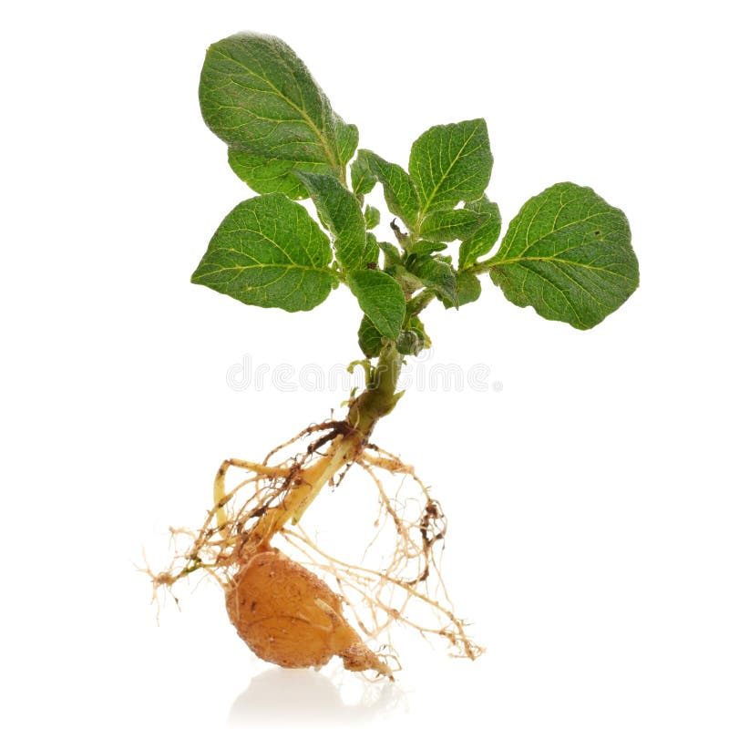 268 Potato Plant Roots Isolated Stock Photos - Free & Royalty-Free ...