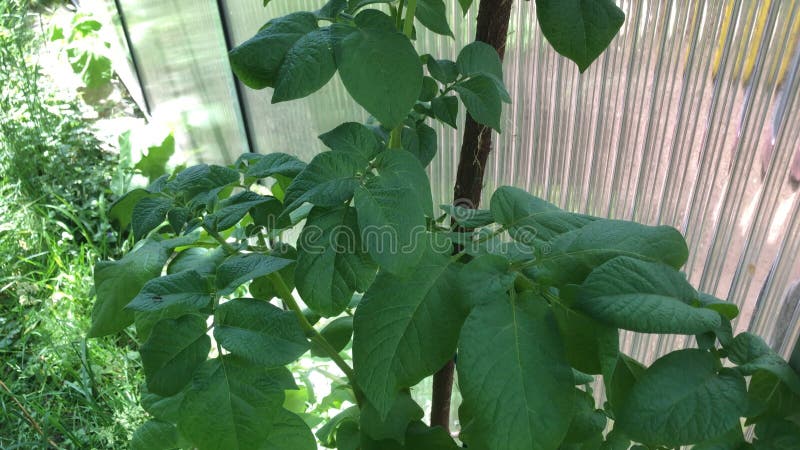 Potato Plant with Flower in Spring Stock Footage - Video of spring ...