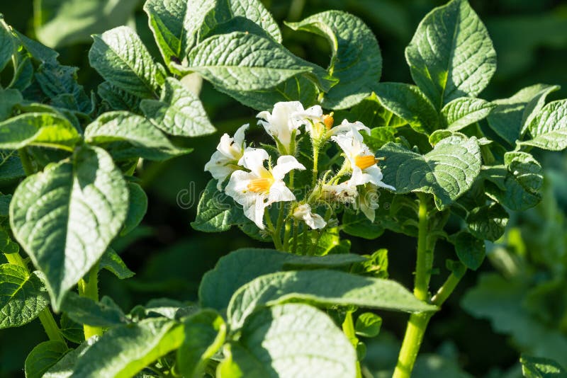 Potato plant flowers stock photo. Image of petel, potato - 191246070