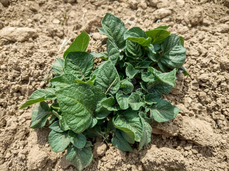 Potato Plant in the Ground in Romania Stock Image - Image of maramures ...