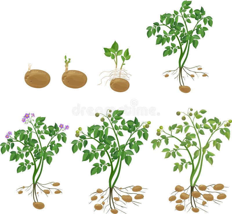 Potato plant growth cycle stock vector. Illustration of flower - 72549731