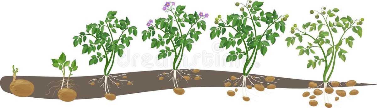 Potato Growing Stock Illustrations – 2,580 Potato Growing Stock ...