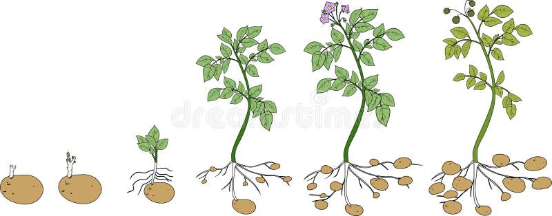 Potato plant growth cycle stock vector. Illustration of root - 73345902