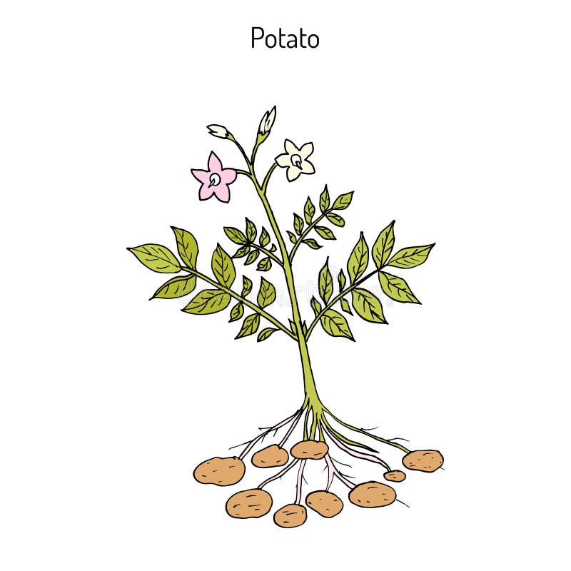 Potato plant hand drawn stock vector. Illustration of biology - 88765413