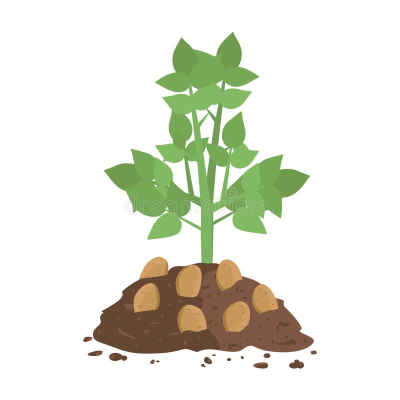 Potato Plant Vector Illustration in Flat Design. Potato Growth Diagram ...