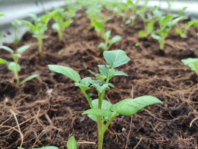 Potato plant 2 week stock photo. Image of plant, potato - 262588178