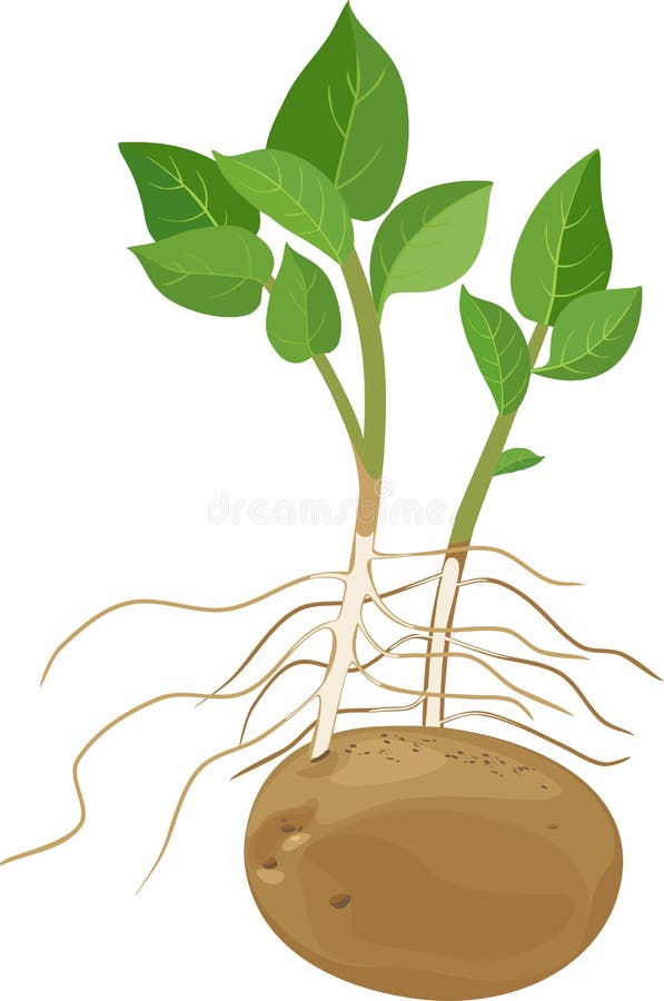 Potato plant stock vector. Illustration of food, vegetable - 72549904