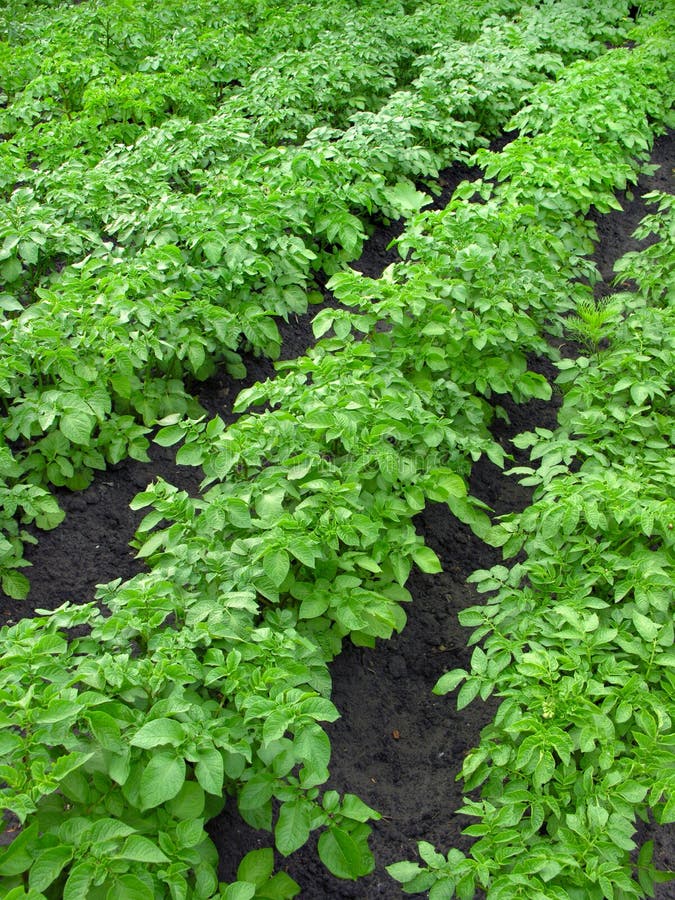 Potato plantation stock image. Image of cultivated, growing - 19262839