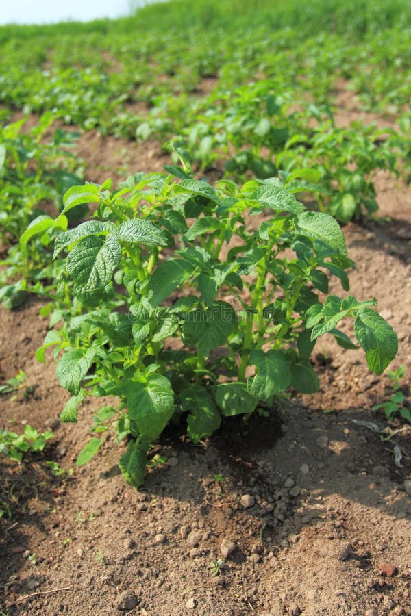 Potato plantation stock photo. Image of plant, crop, furrows - 72705372