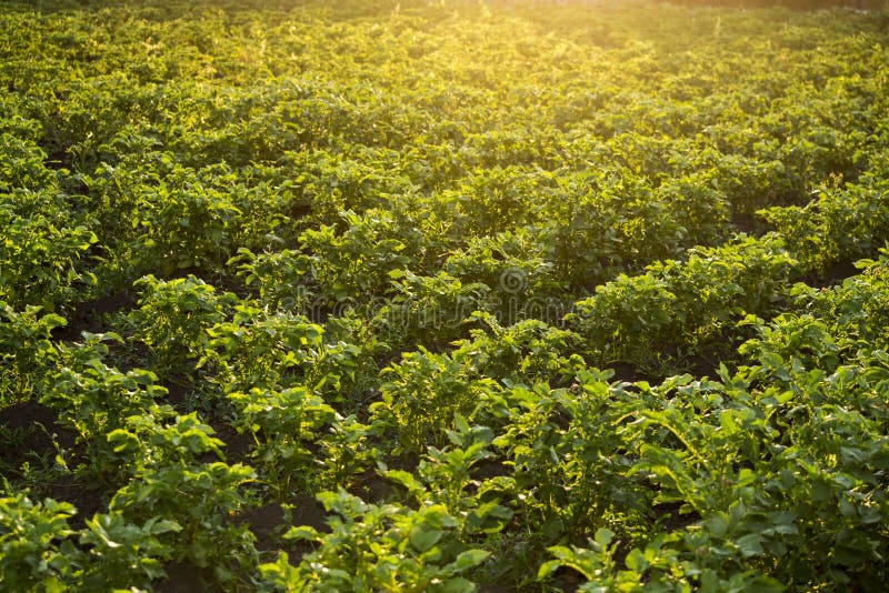Potato Plantation. Potatoes in the Fields Stock Image - Image of ground ...