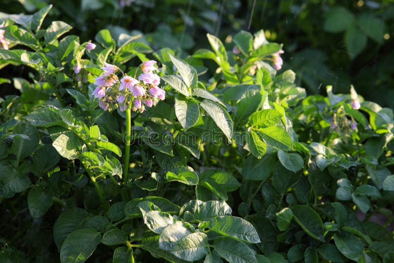 Blossoms on Red Potato Plants in an Idaho Field. Stock Photo - Image of ...