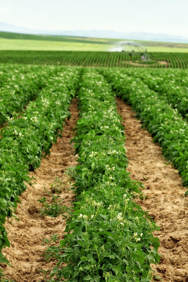 Rows of Potato Plants in an Idaho Potato Farm Stock Image - Image of ...