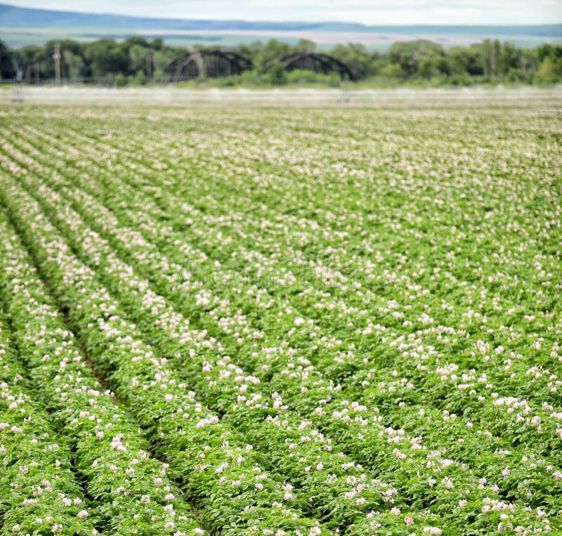 Potato Plants in Rows Blooming Stock Photo - Image of field, bloom ...