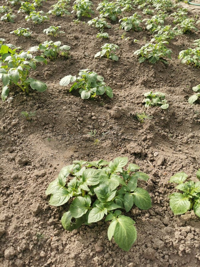 Potato plants on the field stock photo. Image of cultivated - 329732888