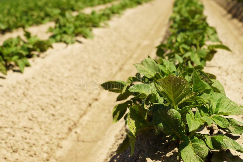 Potato Plants stock photo. Image of bushy, clamp, life - 73655000