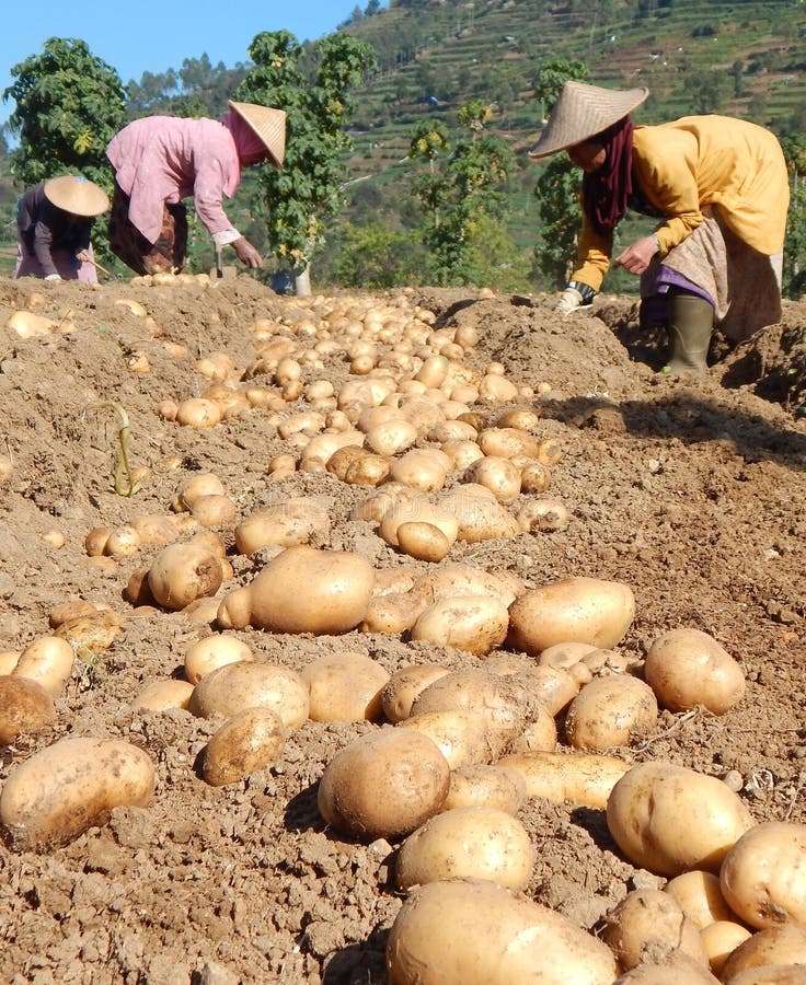 Potato editorial photo. Image of farming, crop, potato - 59638701