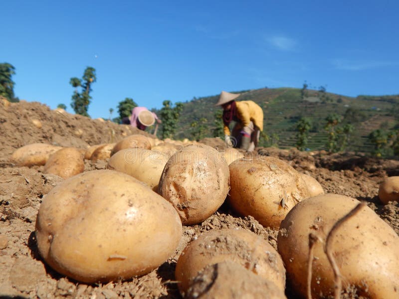 Potato editorial image. Image of potatoes, landscape - 59639045