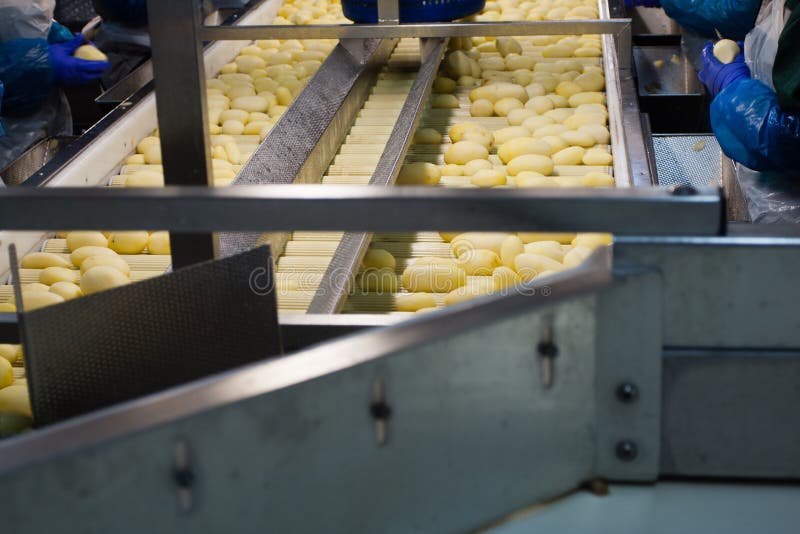 Potato Processing conveyor stock photo. Image of processing - 37354088