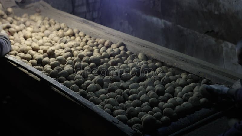 Potatoes Cleaning Sorting Grading Line, Potatoes on Conveyor Belt ... Potatoes Cleaning Sorting Grading Line, Potatoes on Conveyor Belt ...