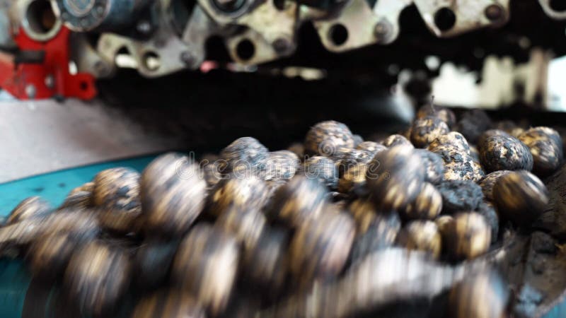 Potato Production at a Private Enterprise, Potato Sorting Workflow , 4k ...