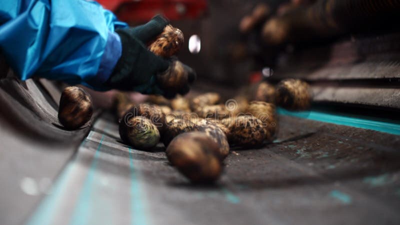 Potato Production at a Private Enterprise, Potato Sorting Workflow , 4k ...