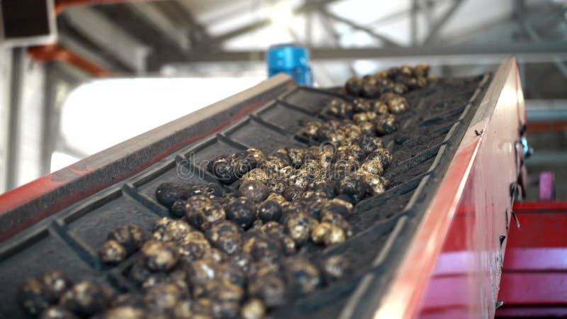 Potato Production at a Private Enterprise, Potato Sorting Workflow , 4k ...