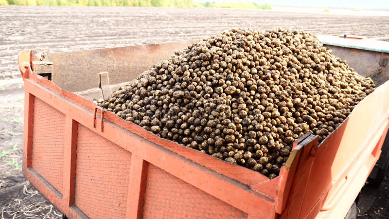 Potato Production at a Private Enterprise, Potato Sorting Workflow , 4k ...