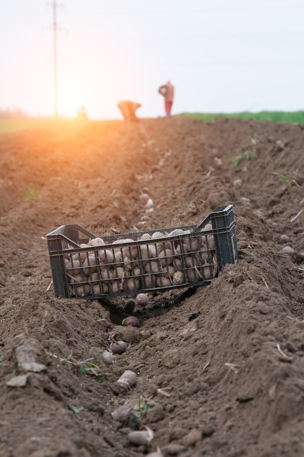 Potato ridges stock image. Image of autumn, grow, path - 90745351