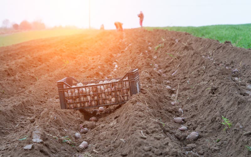 Potato ridges stock photo. Image of leaves, outdoors - 91075482
