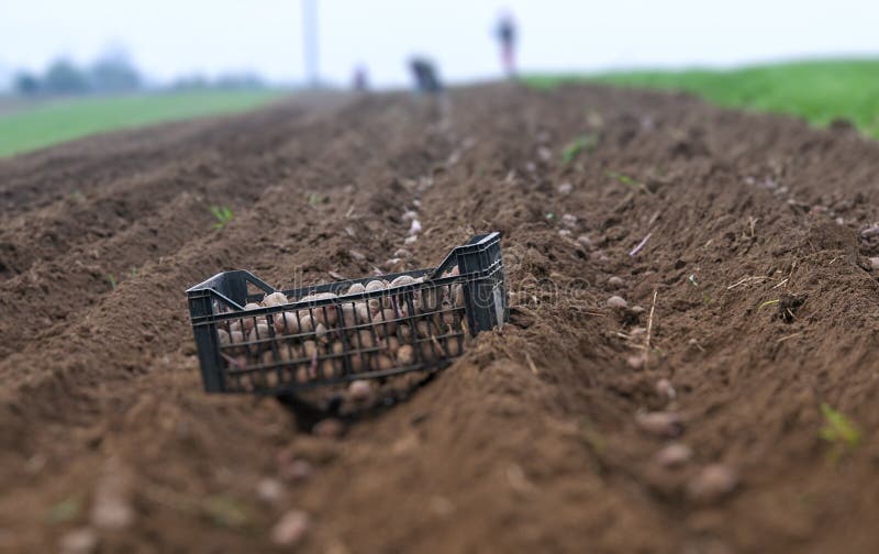Potato ridges stock photo. Image of agricultural, dirt - 110725888