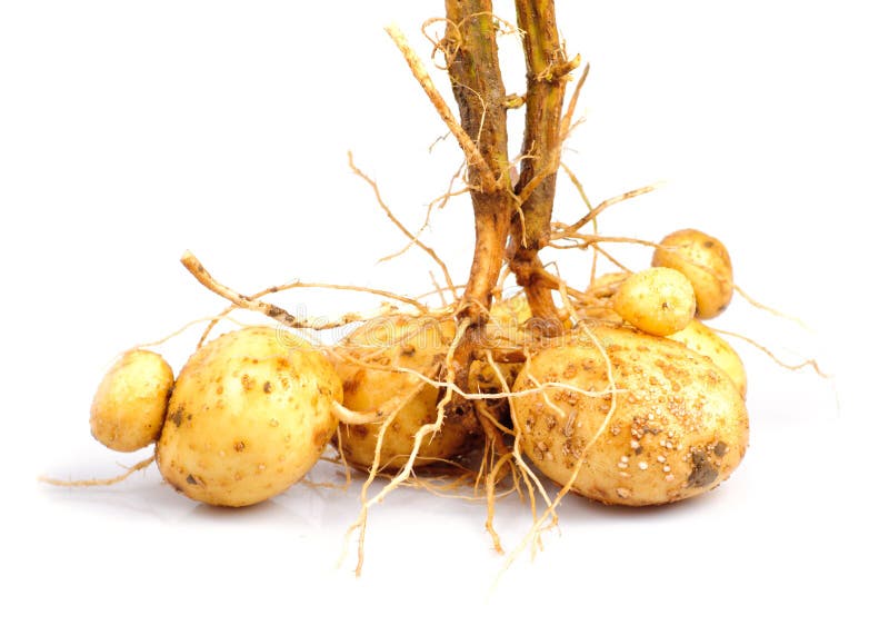Potato with root stock photo. Image of growth, concept - 15761148