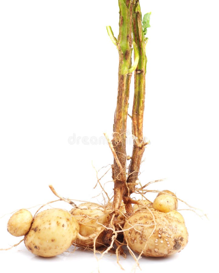 Potato with root stock image. Image of life, growth, dirt - 15640895