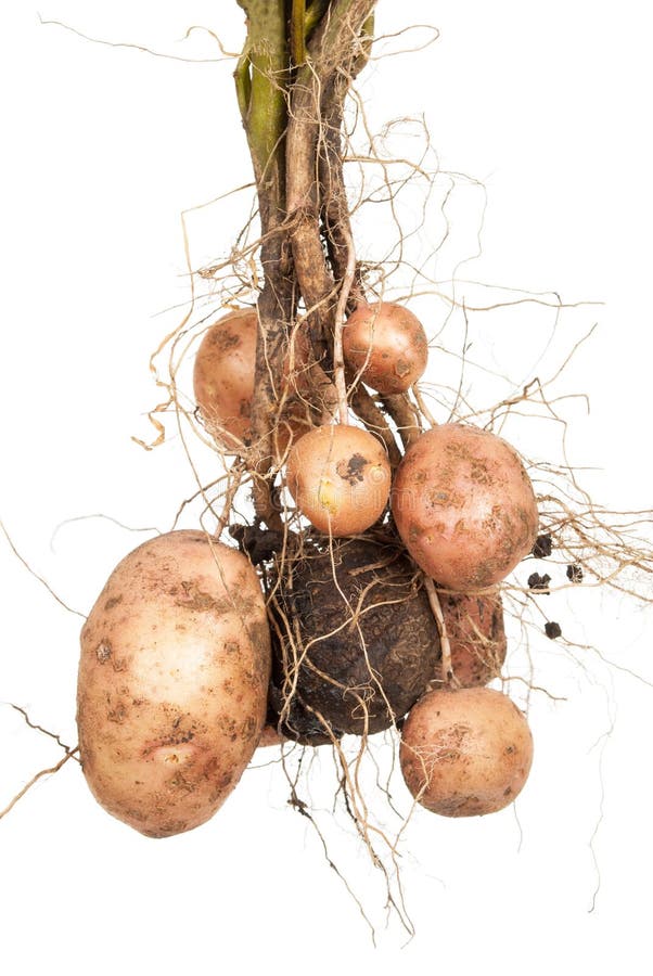 Potato root stock image. Image of group, gardening, health - 82383211