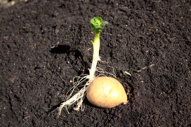 A Potato with Roots and Leaves Stock Photo - Image of leaves, solanum ...